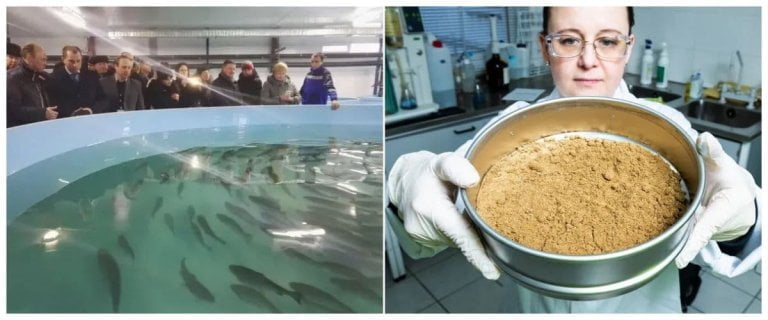 10 T/H Livestock & 5 T/H Fish Feed Mill Factory In Russia